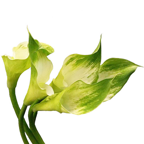 Arum Lily Green Flower | Best Flower Site