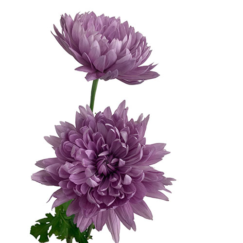Purple Cremon Flower | Best Flower Site
