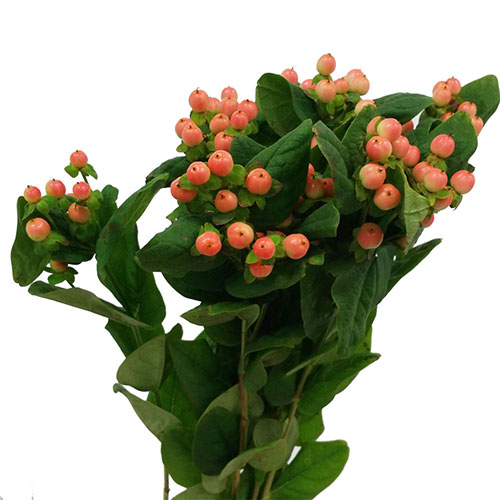 Peach Hypericum Berries