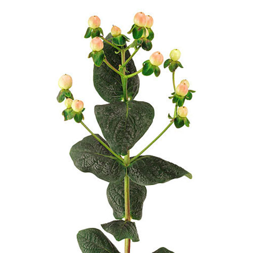 Peach Hypericum Berries